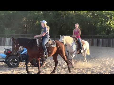 » Fun Appy gelding Traci Davis