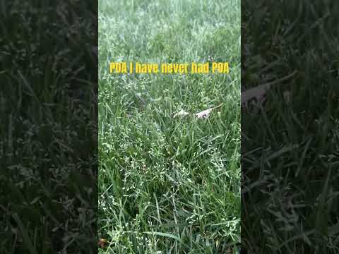 What rhymes with HOA but itβs a bigger headache? #lawncare #lawn #gardening #lawnmaintenance