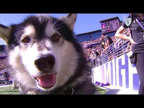 Game days go to the dogs for Washington football