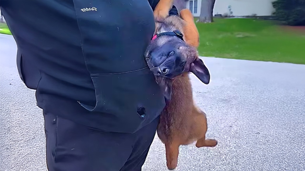 First Day as a Police Dog Didn't Go As Planned... 🤣 Funny BELGIAN MALINOIS Puppies