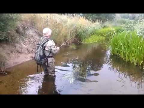 Vikerforell leechiga