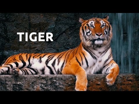 Animals of the world | 01 | Tiger | Panthera tigris | The 10 biggest cats in the world