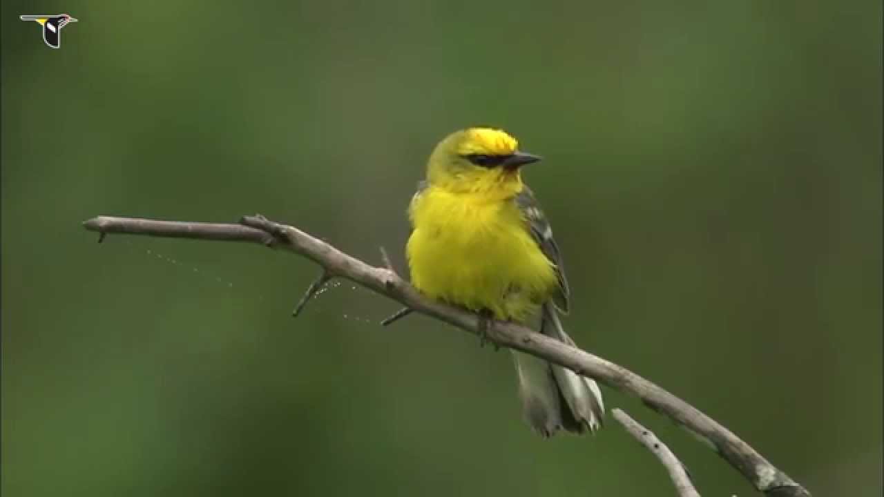 Blue-winged Warbler
