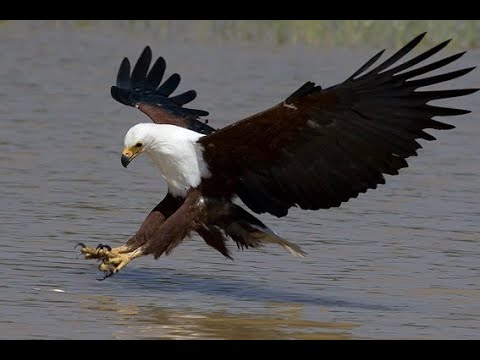 African Fish Eagle | Dangerous Birds In The World | Rizwan Ali Tv