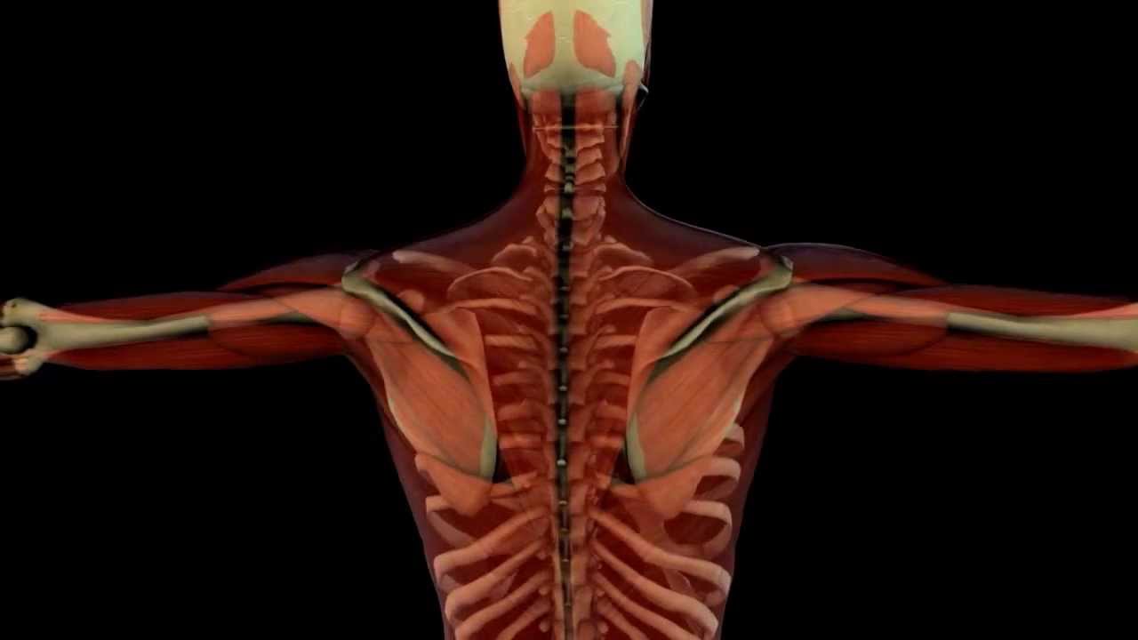 Female Anatomy and Skeleton