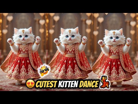 Cat videos funny dance 🤩💃🐾 Videos for cats | बिल्ली डांस | Funny cat Dance #funny #dancingcat #cat