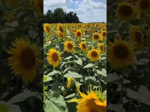 The meaning of sunflower is silent love