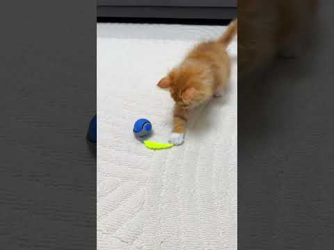🐾 Speedy Tail 2.0 Smart Cat Toy Ball – The Ultimate Playtime Upgrade! 🎾🐱 #cat #pets #cute