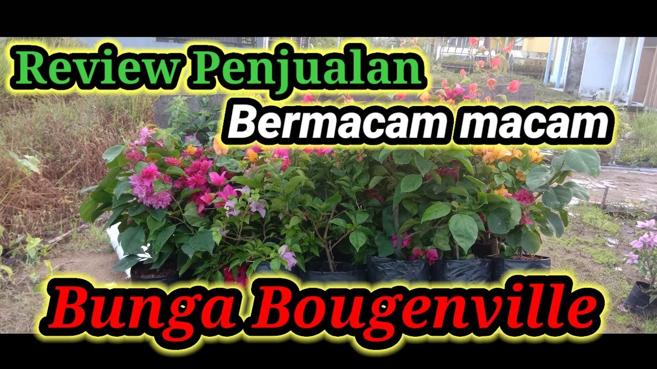 Vlog penjualan bunga Bougenville di pasar pagi ||| review bermacam bunga Bougenville
