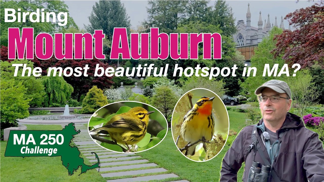 Birding the most beautiful hotspot in Massachusetts!  Episode 13 of my 2025 challenge