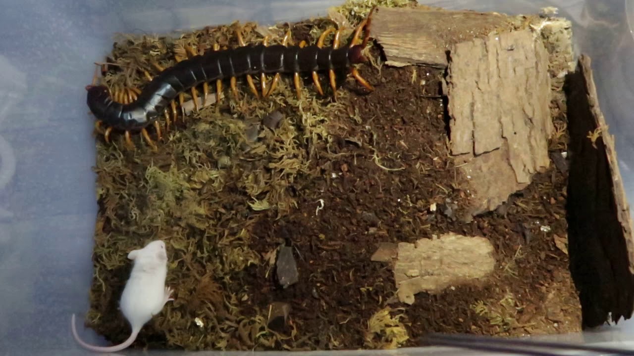 Scolopendra dehaani feeding