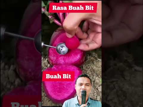 Liat Cara Makan Buah Bit, sedikit manis lembut.. 😄🤤#satisfying #shorts
