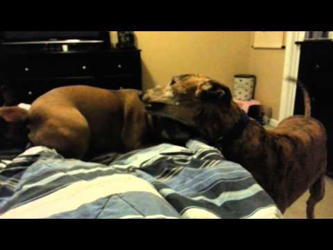 Steam Community :: Video :: Jasmine, Link, and Leia Playing