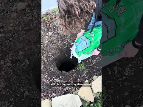 Turtle Day! Burying the Turtles for the Winter