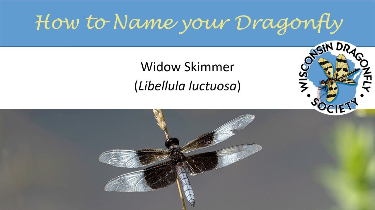 Widow Skimmer dragonfly (Libellula luctuosa)