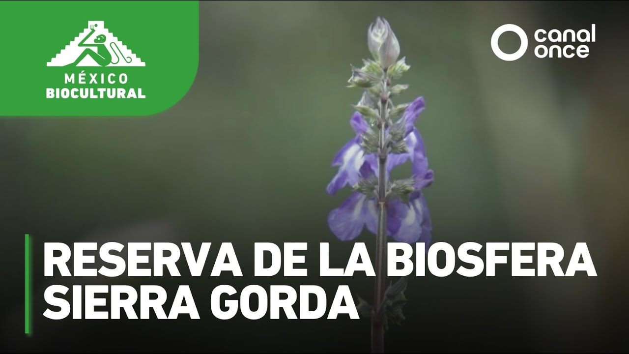 Biocultural Mexico - Sierra Gorda Biosphere Reserve (03/17/2025)