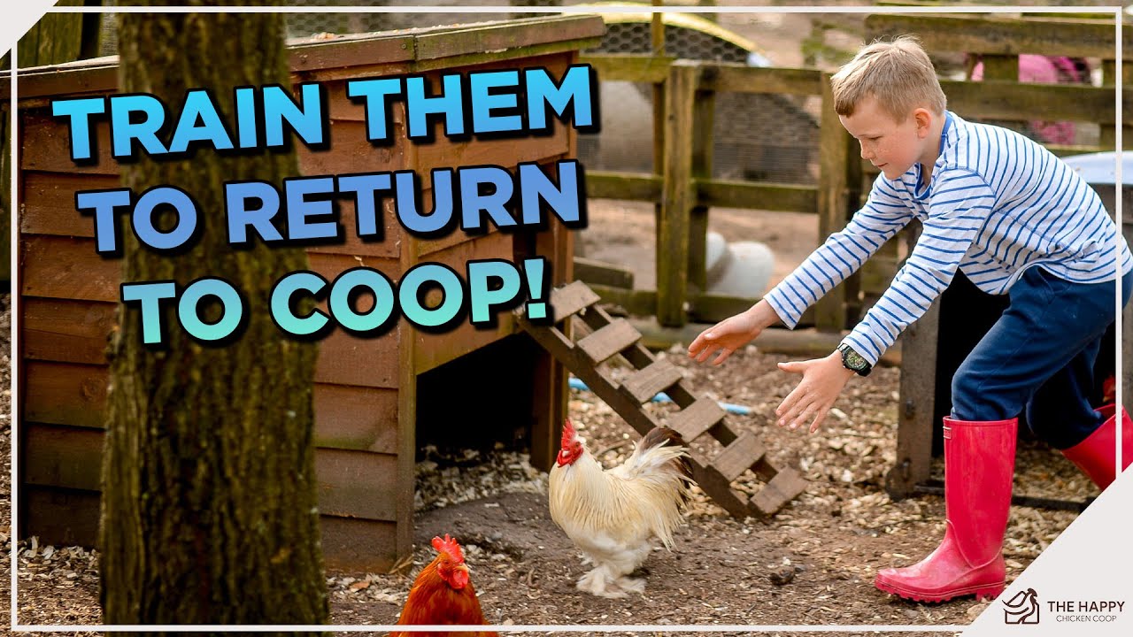 No More Stragglers! How to Get Your Chickens Back in the Coop Fast