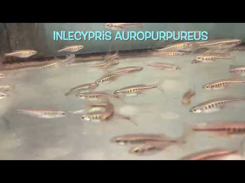 Inlecypris auropurpureus