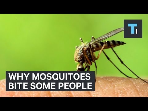 Why mosquitoes bite some people more than others - and it's nothing to ...