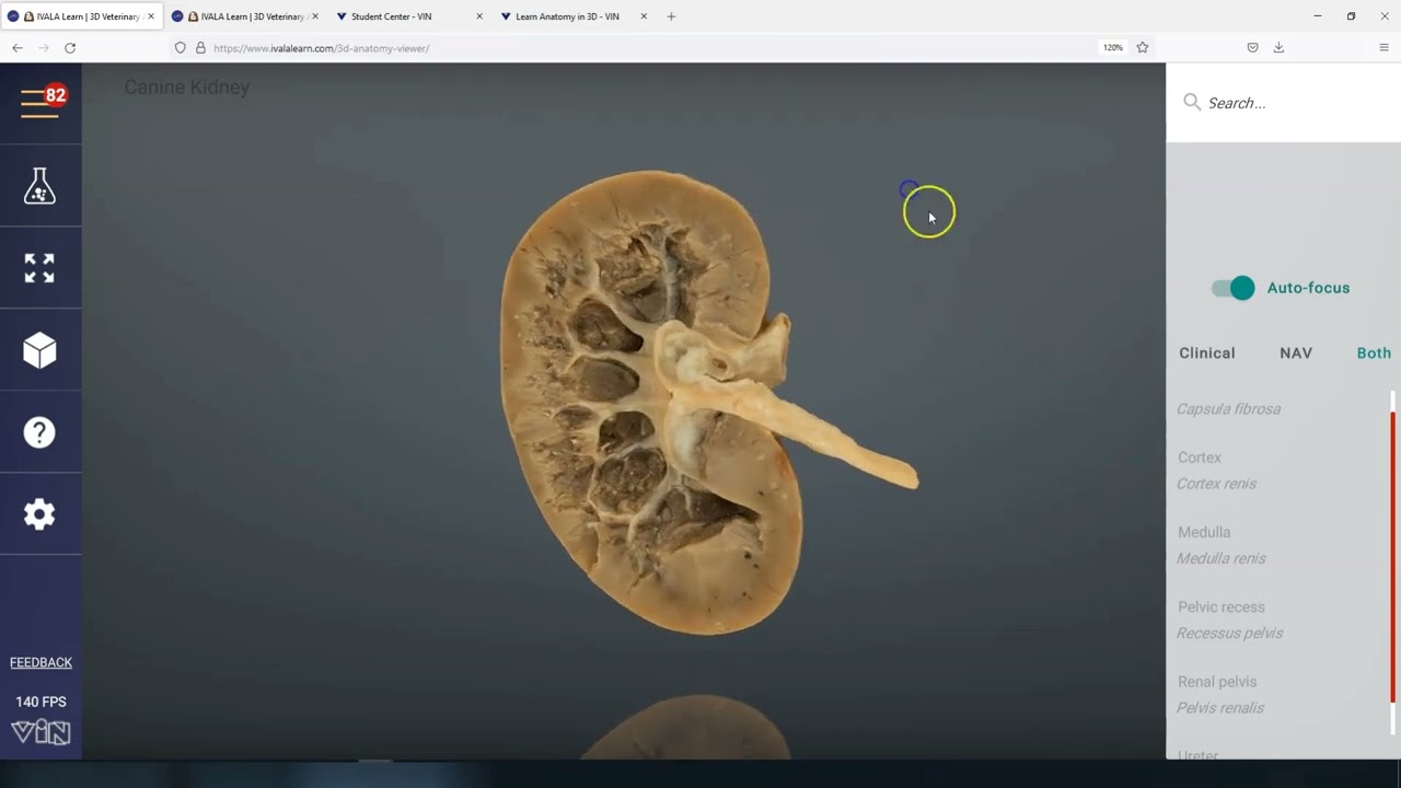Canine Kidney Section - 3D Veterinary Anatomy