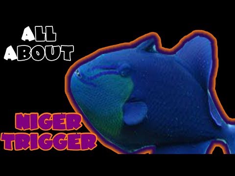 All About The Niger Trigger