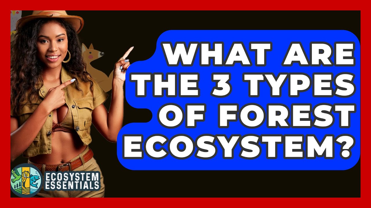 What Are The 3 Types Of Forest Ecosystem? - Ecosystem Essentials