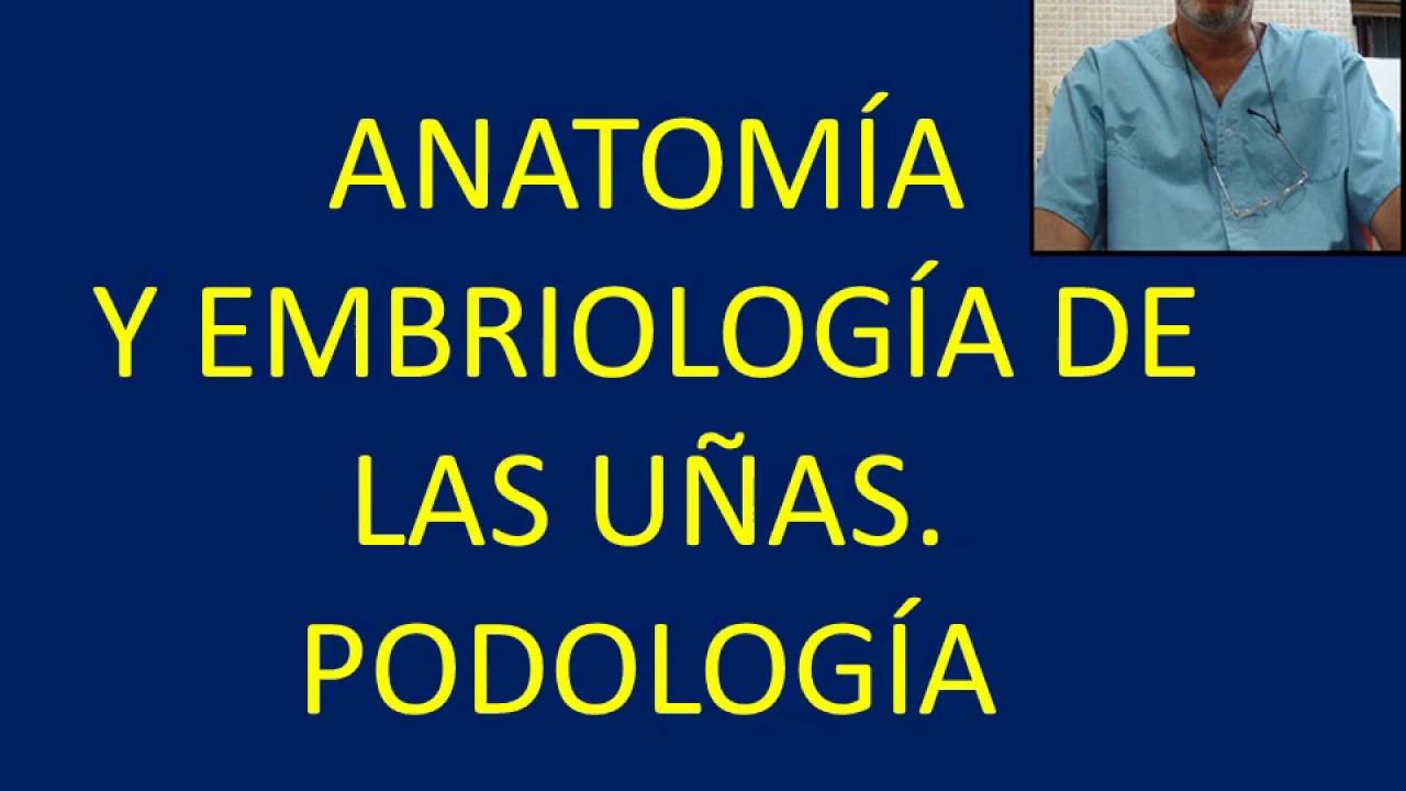 Anatomia y embriología de la uñas Cirugía Podología Dr  Guillén