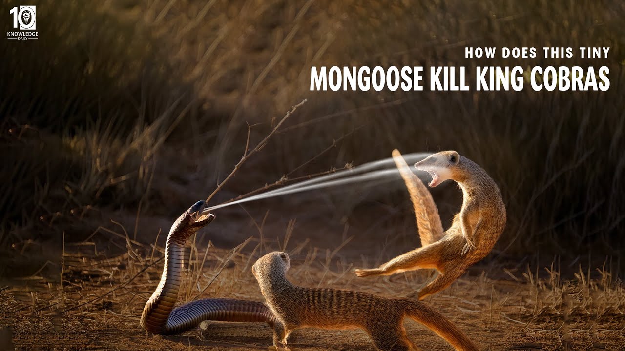 How Does This Tiny Mongoose Kill King Cobras?  | 10 Knowledge Daily