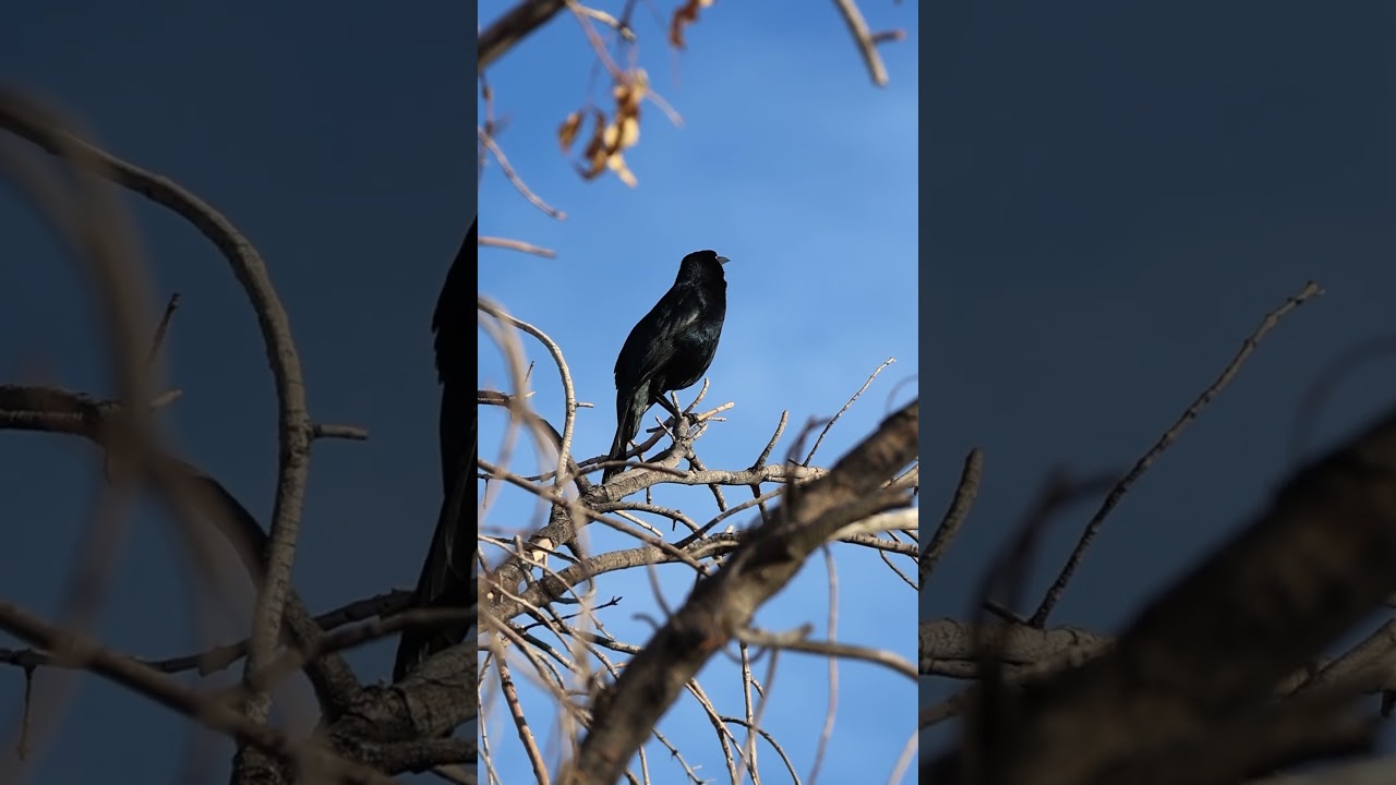 Common Grackle Bird Call Sounds