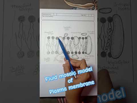 | Fluid mosaic model of plasma membrane diagram| cell membrane | @CJRaoKnowledgeTheatre