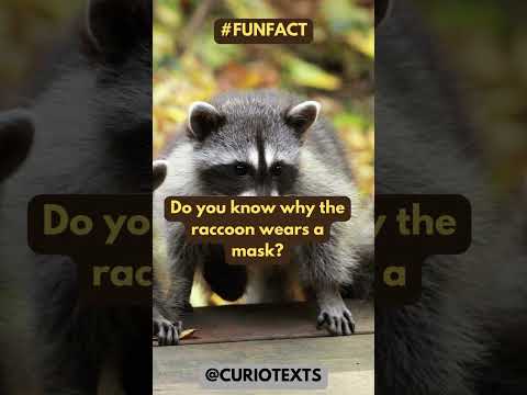 #Raccoon Fun Fact About #funfacts #shorts #funny #meme #facts #fun #riddles #jokes