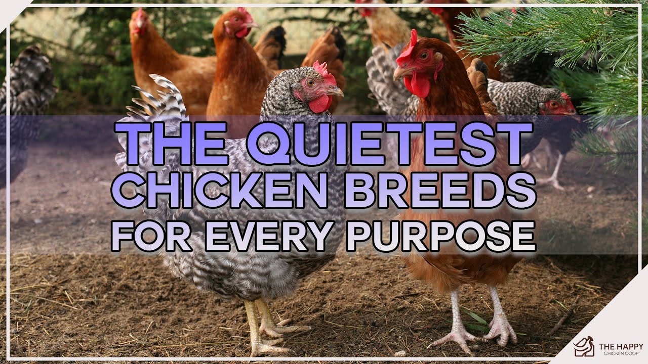 The Quietest Chicken Breeds For Every Purpose