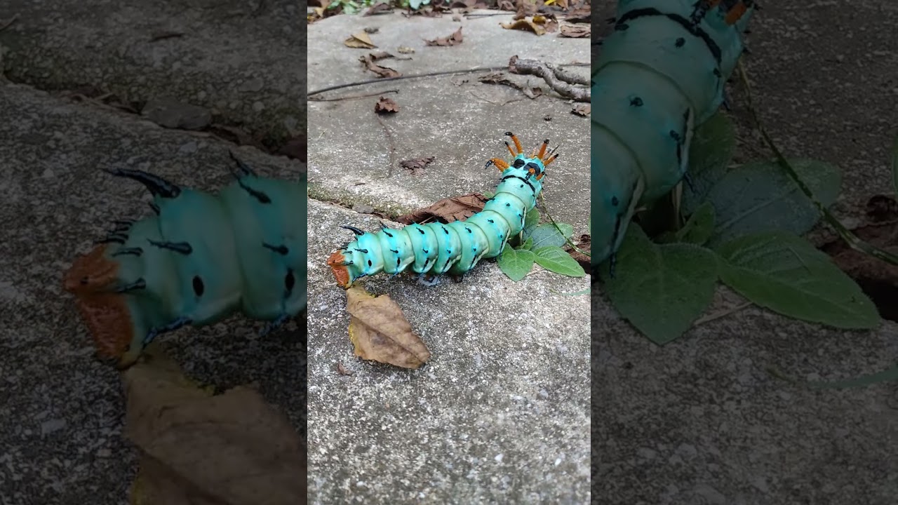 Hickory Horned Devil Caterpillar --Kest Fine Art
