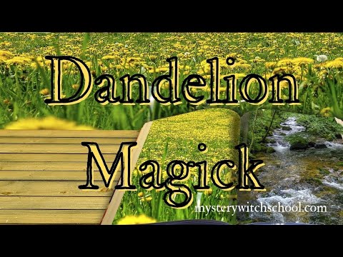 How to Use Dandelion in Your Magick