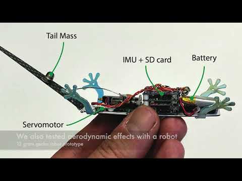 Mid-air reorientation in gliding geckos
