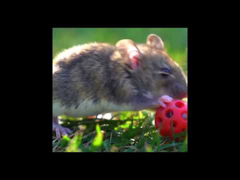 Rat Sounds To Attract Rats | Rat Calling Sound