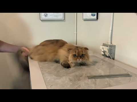 Chris Christensen Top Cat Clarifying Shampoo
