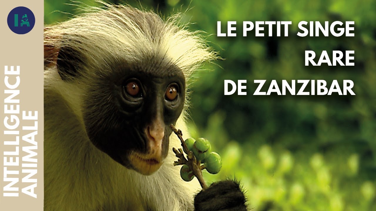 Documentaire | Comment vivre avec le colobe rouge de Zanzibar