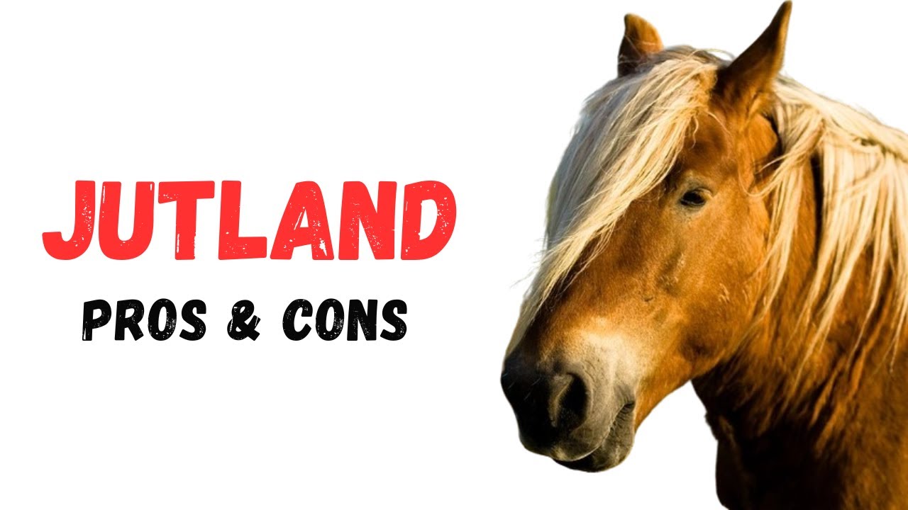 Jutland Horse Pros and Cons - Jutland Horse Advantages and Disadvantages