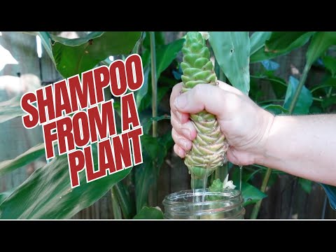 Shampoo Ginger – Food Forest Finds