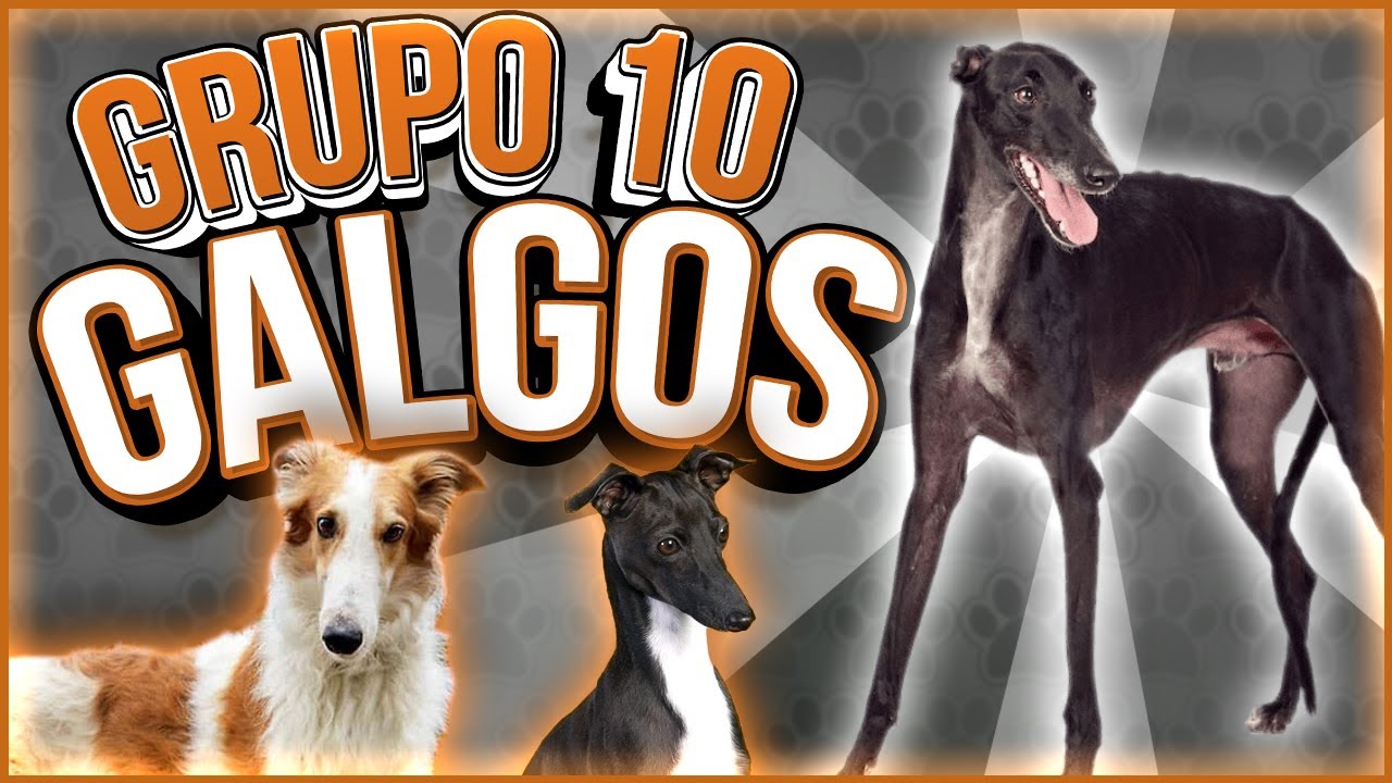 GALGOS E LEBRELS - Grupo 10 das raças caninas #galgos