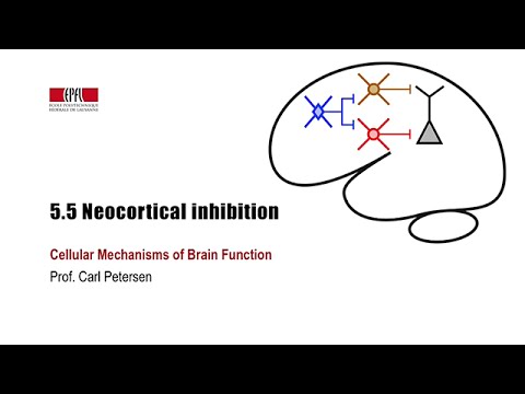 5.5 Neocortical inhibition
