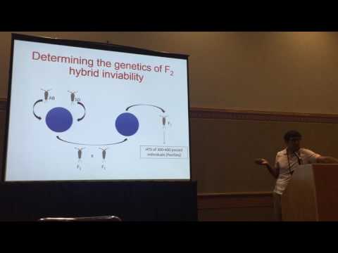 Lima: Mito-nuclear incompatibilities contribute to hybrid inviability in early stages of divergence