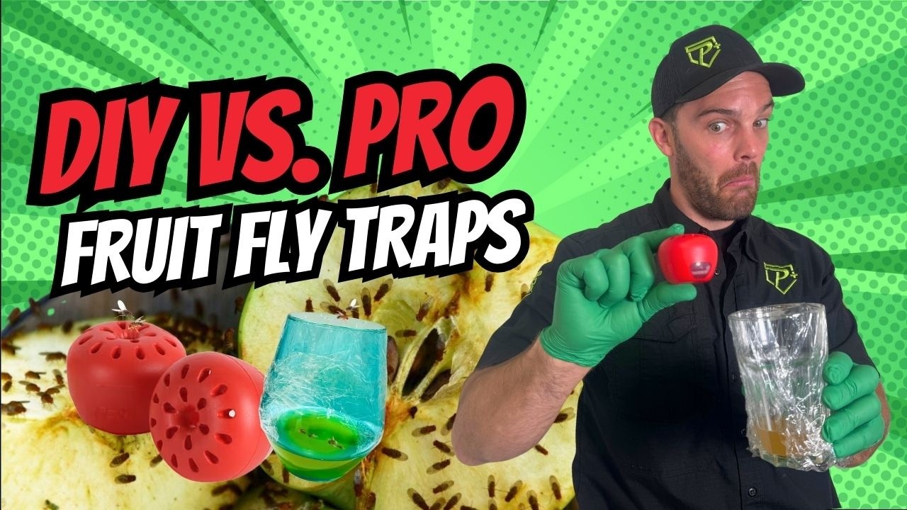 Fruit Fly Trap Comparison DIY vs Pro
