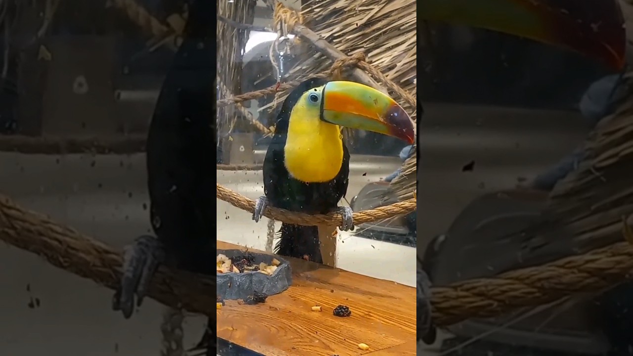 Beautiful Toucan Bird at SeaQuest MN! 😍  Petting Zoo #zoo #pettingzoo
