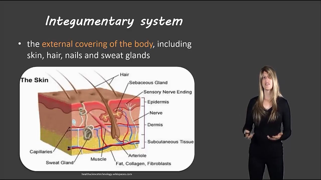Integumentary system