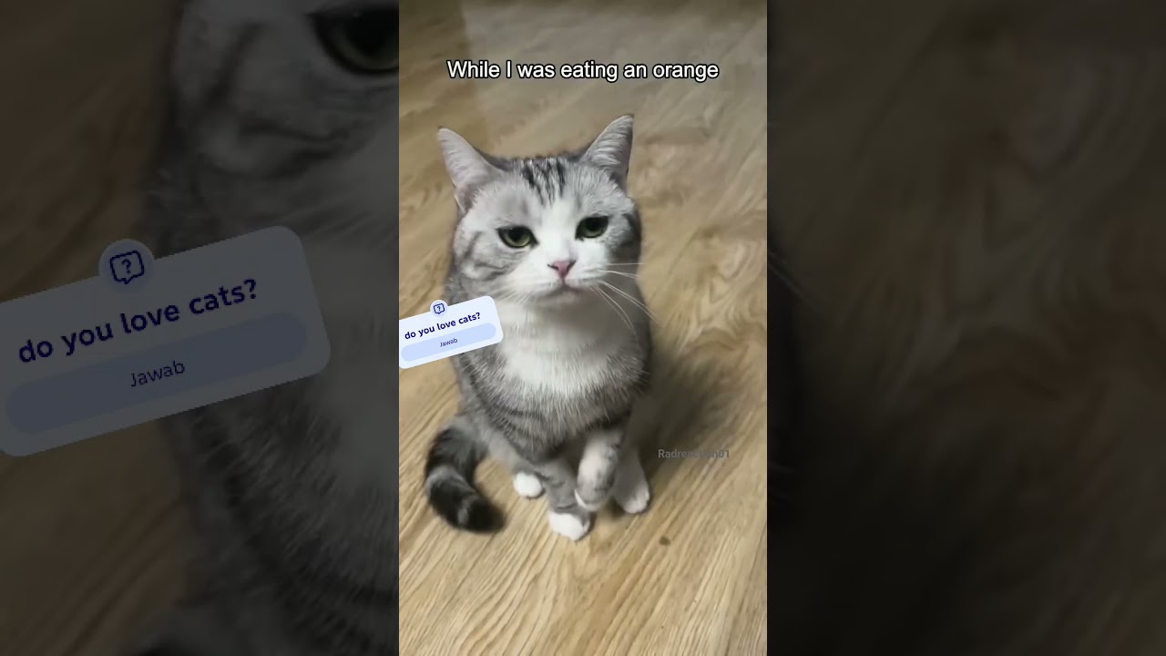 funny cat #funny #imut #cat #kucing #kucinglucu #cutecat #kocak #kitten