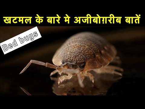 खटमल के बारे में 17 रोचक तथ्य | Interesting facts about bed bugs in Hindi