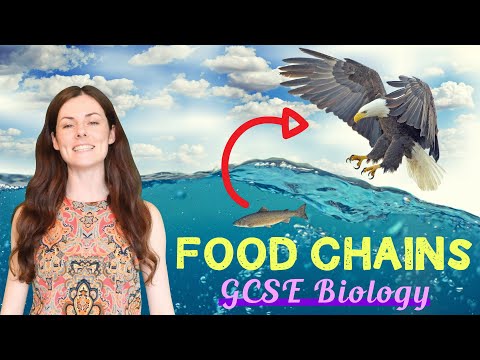 FOOD CHAINS GCSE Biology 9-1 | Combined Science (Revision & Qs)