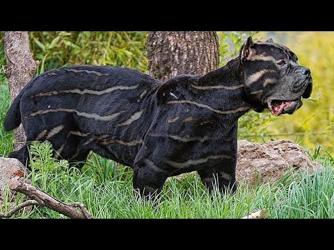 Top 10 RAREST DOG BREEDS